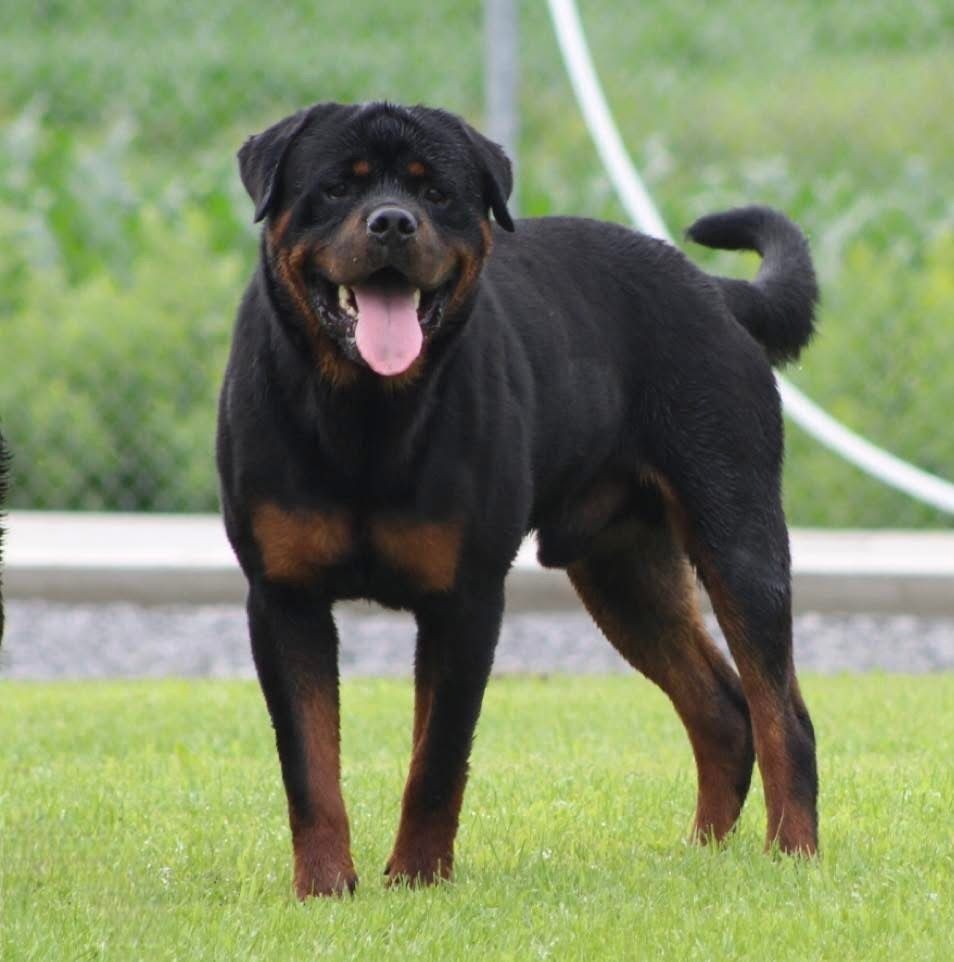 Kennel Rottweiler Der Festung