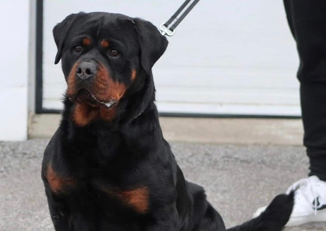Find Your Perfect Rottweiler Puppy in Canada Today